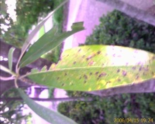 Help with disease on my Sweet Bay Magnolias and Wax Myrtles