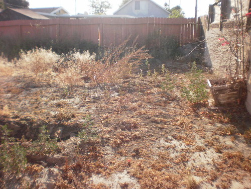 Overgrown yard with mounds and holes: Where do we start?
