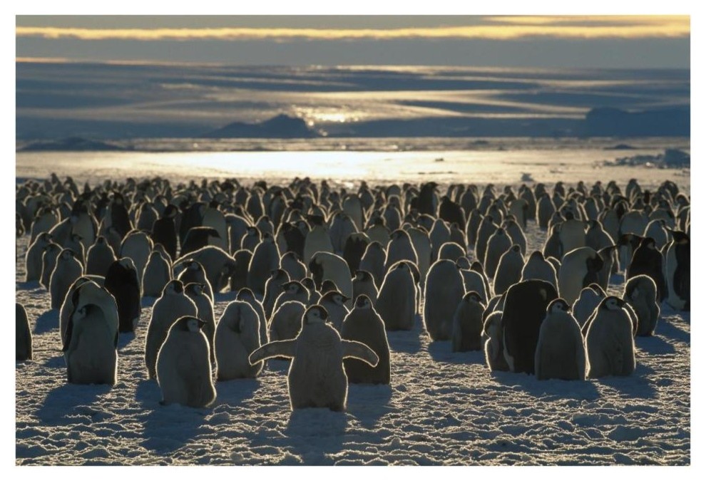 Emperor Penguin Colony, Auster Ep Rookery, Australian Antarctic ...