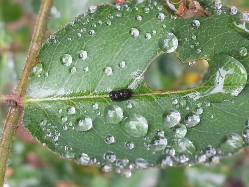 Rose has tiny black bugs?