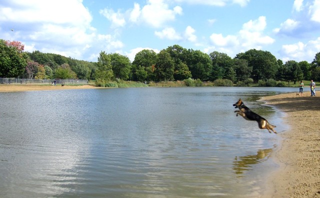 Designed for Dogs: 5 Fantastic Dog Parks Across the U.S.
