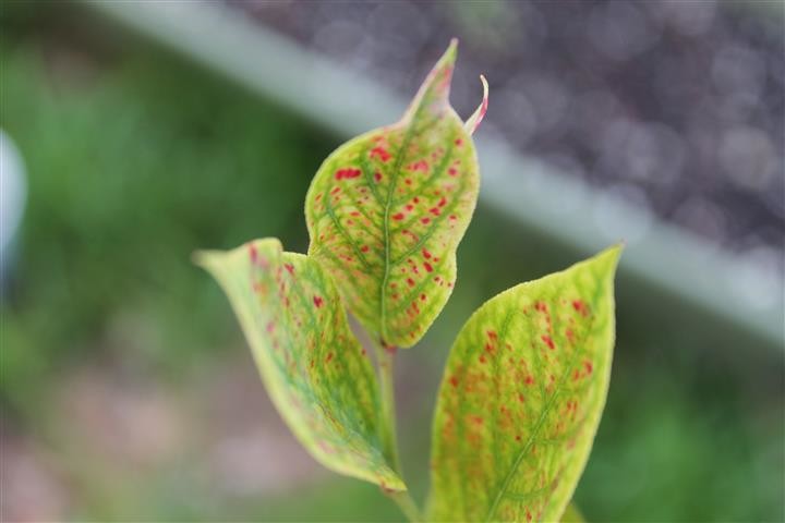 Disease on Blueberry