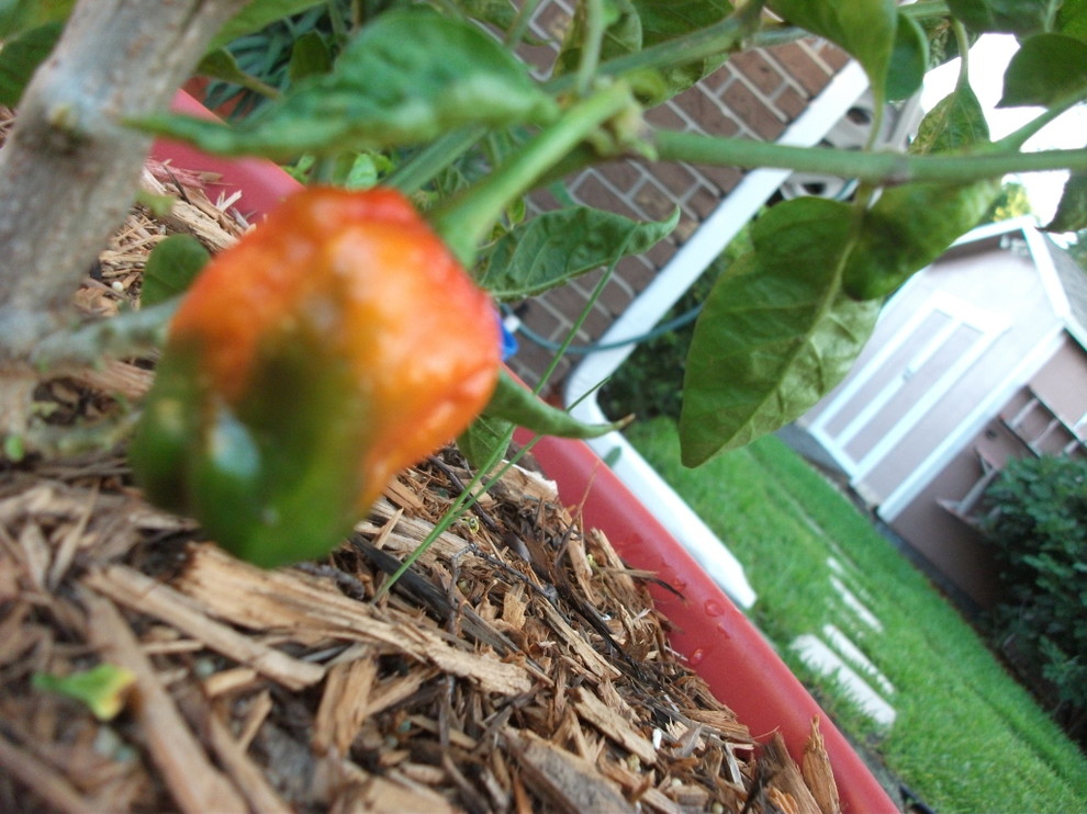 Guess that Pepper!?