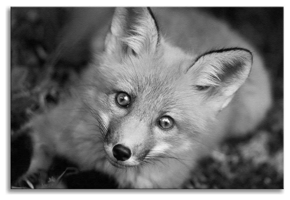 Young Red Fox Face Black and White Wildlife Photograph Canvas Wall Art ...