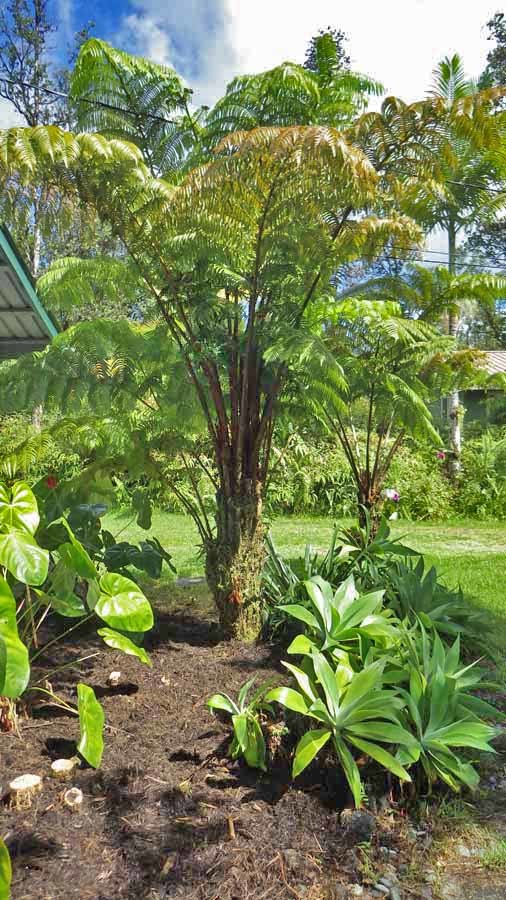 Propogating an existing Hapu'u