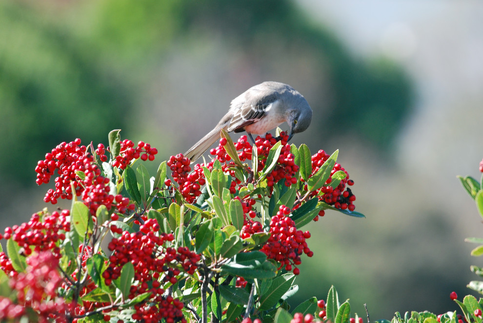 Beautiful Plants - California Native Plants - Contemporary - Landscape ...