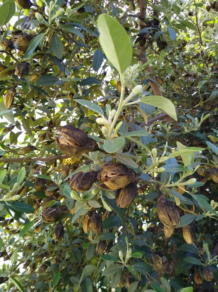 Help Identify This Tree - Pods Contain Stinging Fibers