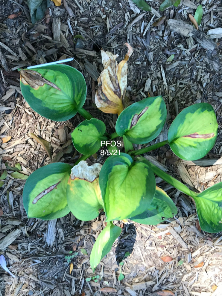 Need help identifying hostas with Follar Nematodes