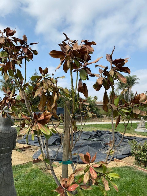 Help! Magnolia Grandiflora Disease