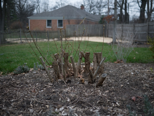 Did I rejuvenation prune my lilac correctly-pictures included