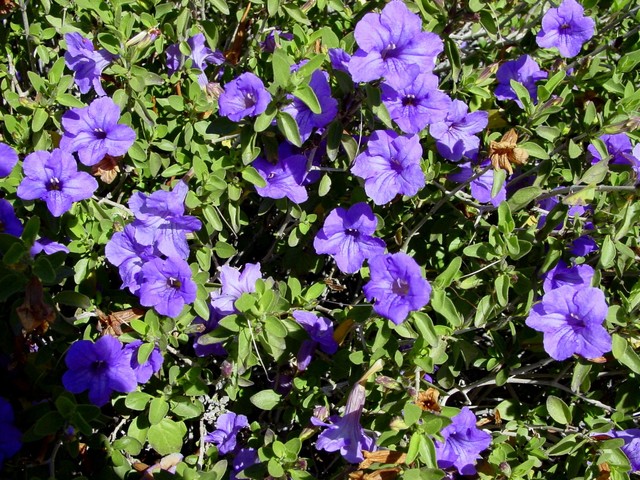 Great Design Plant: Desert Ruellia Brings Beauty to Dry Gardens