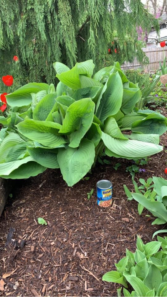 Hosta Identification 1