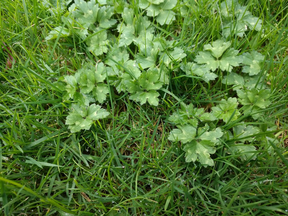 Help identifying a lawn creeper