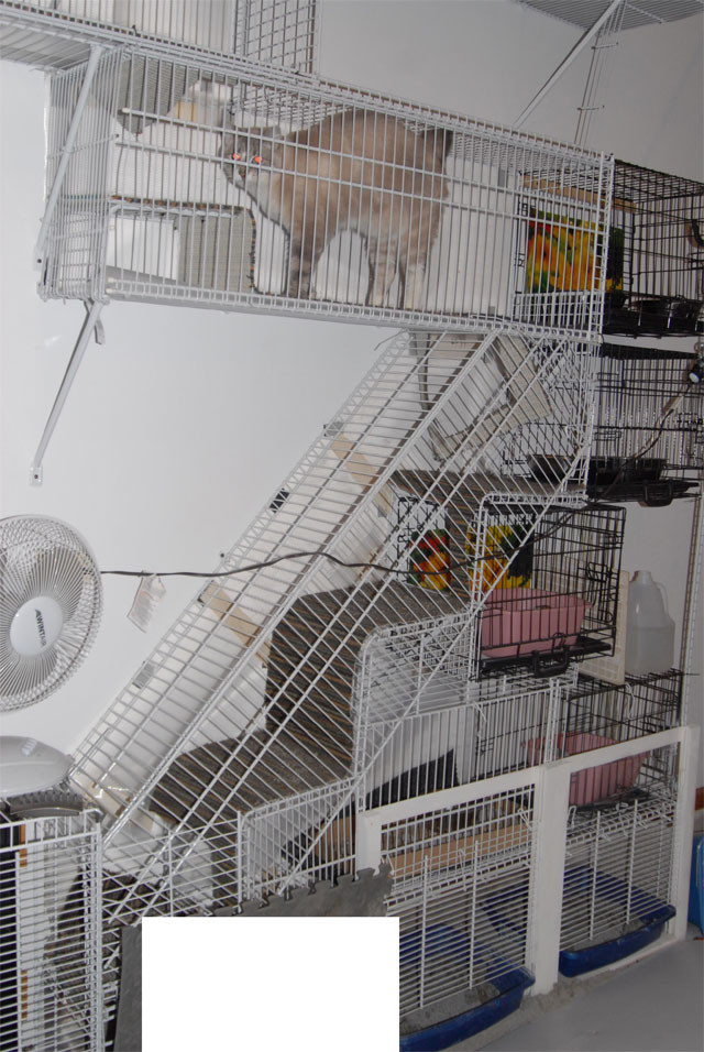 Incredible Home Catwalks Make for Purr-fectly Happy Felines