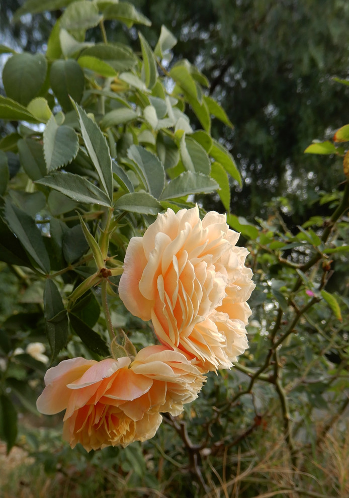 'Jeri Jennings'