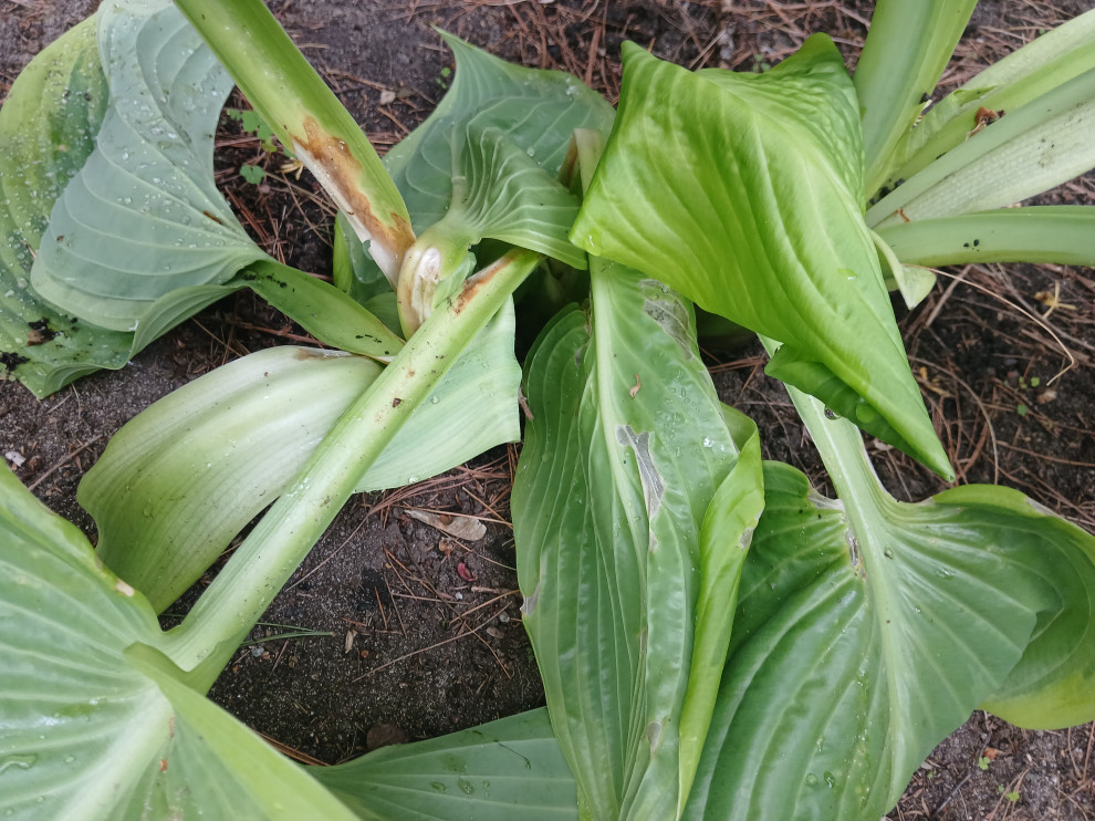 Victory disease? | Houzz Forum