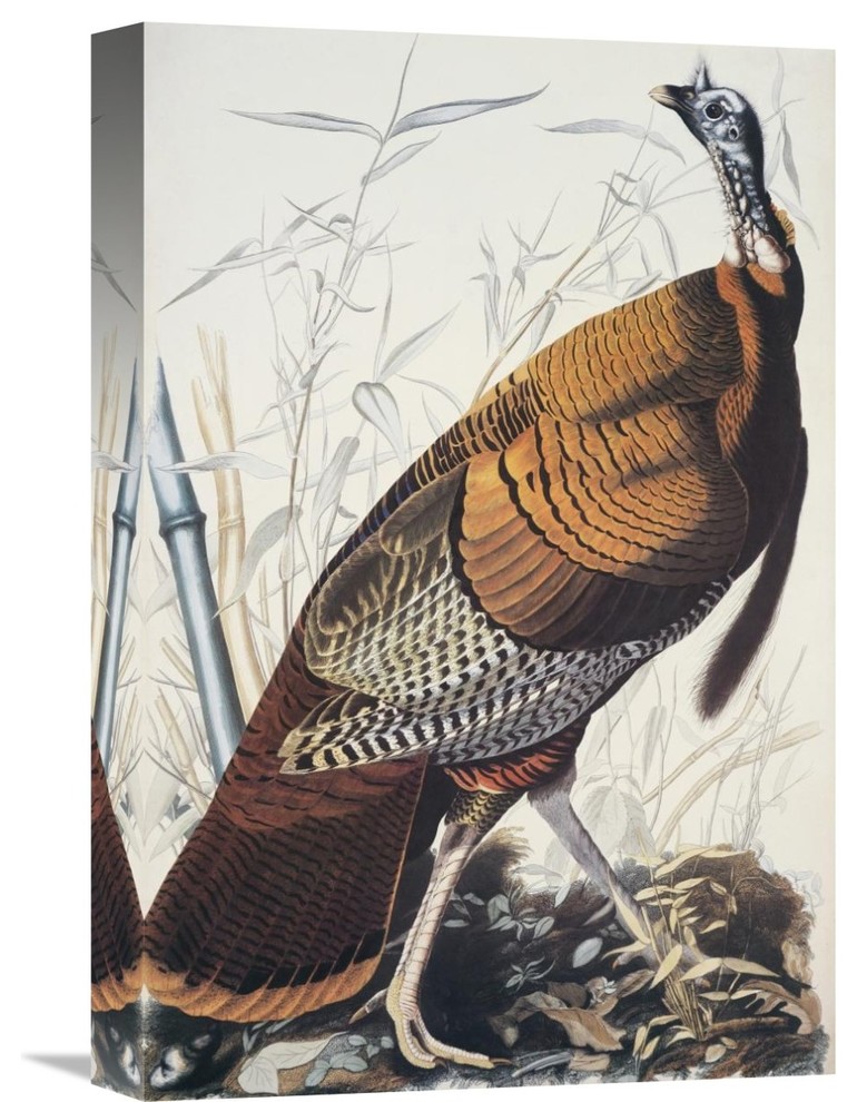 "Wild Turkey" Artwork, 12" x 18" - Contemporary - Prints And Posters ...