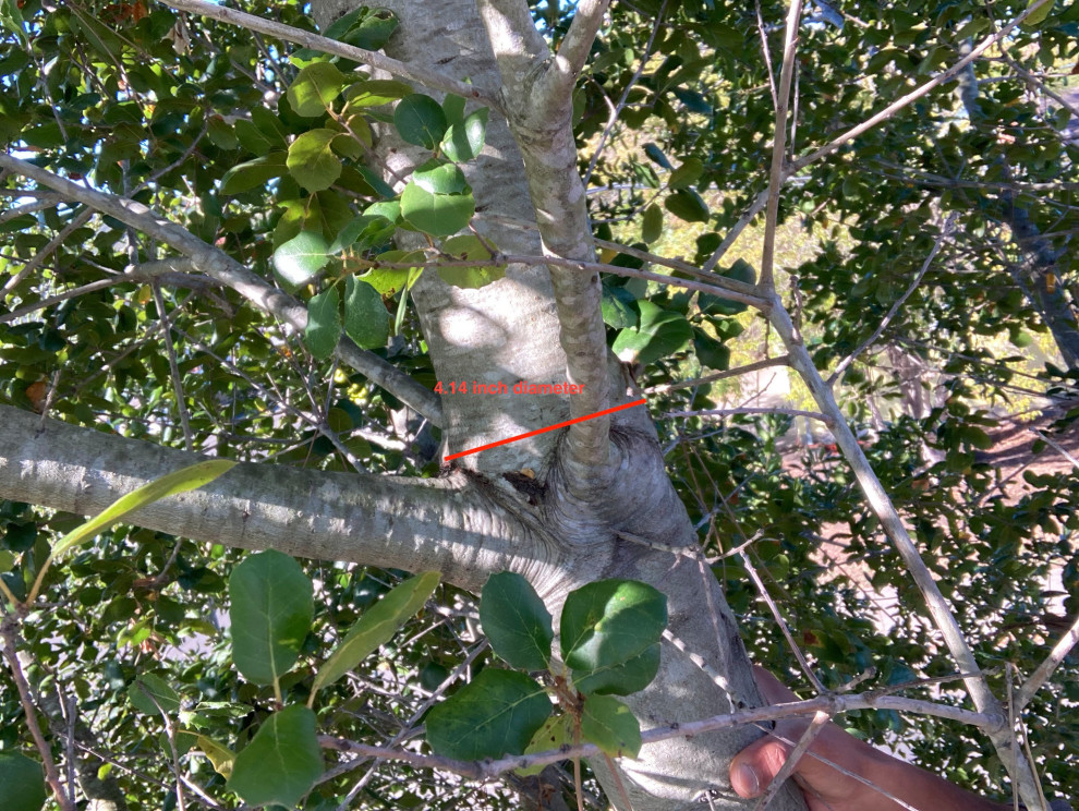 How do I perform a reduction cut on the trunk where branches are thin?