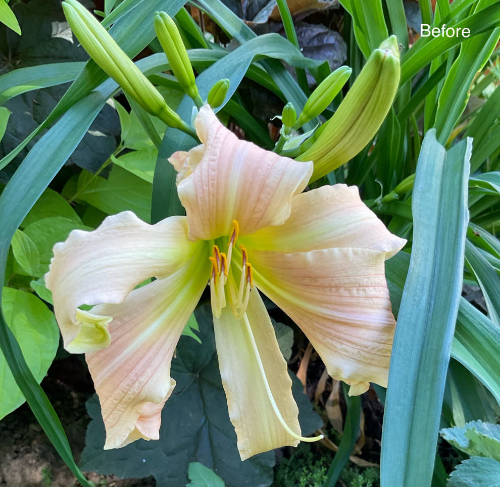 Crazy! My first bloom.