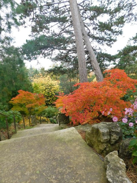 Fall color - RBG rock garden today (Oct. 25 2022)