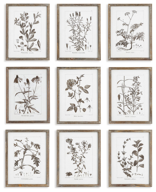 Rustic Foliage Study - Contemporary - Prints And Posters - by Napa Home ...