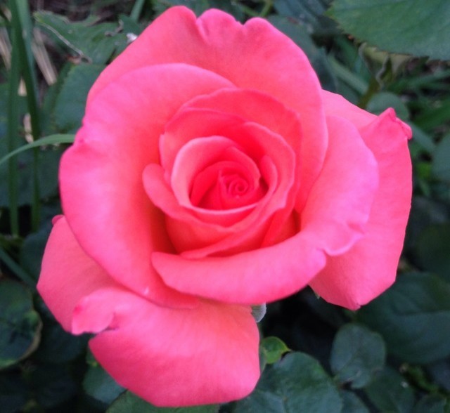 New Folklore Rose