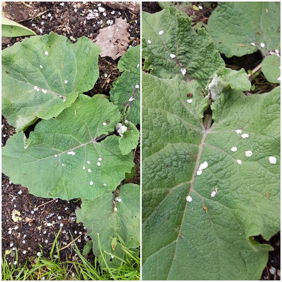 Weed with large fuzzy leaves Z7