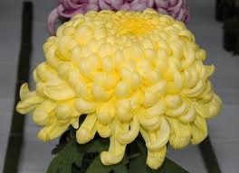 Irregular incurve chrysanthemums