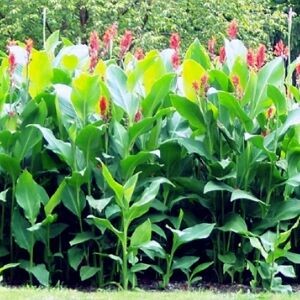 7 ft tall green stalks with red flowers at top