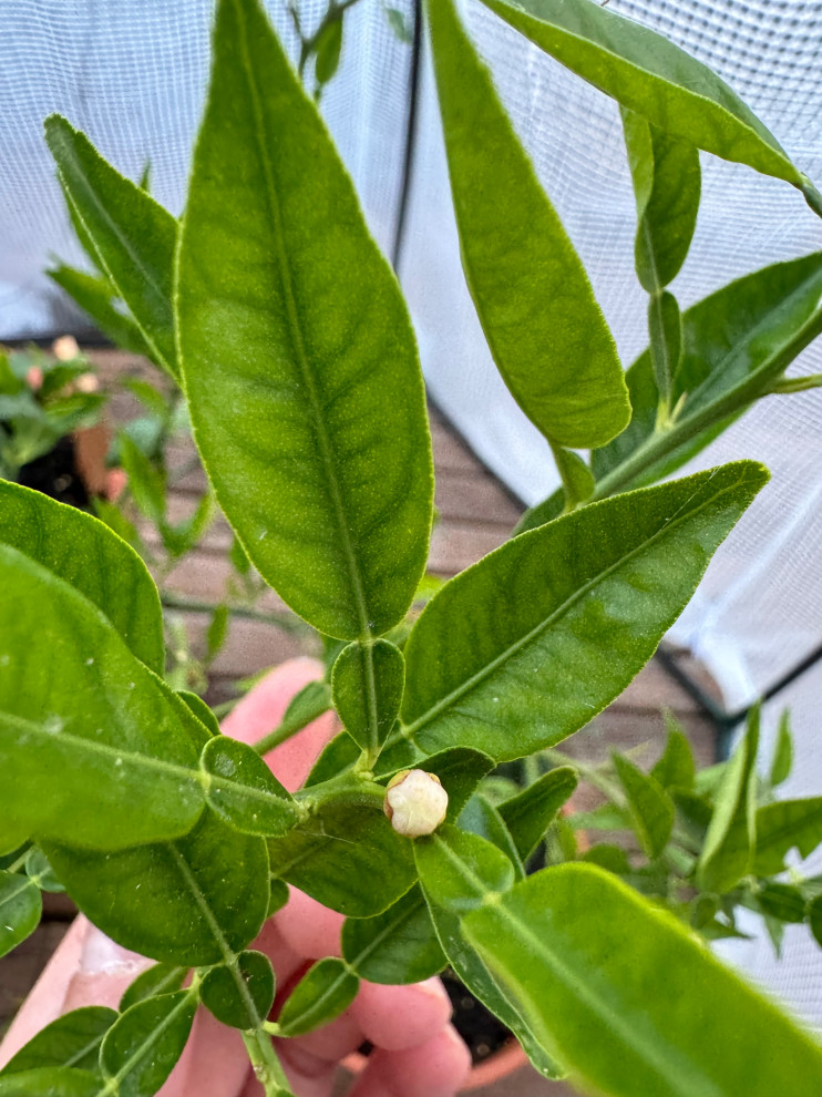 Citrus disease or deficiency?