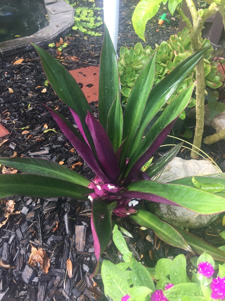 Purple and green bromeliad