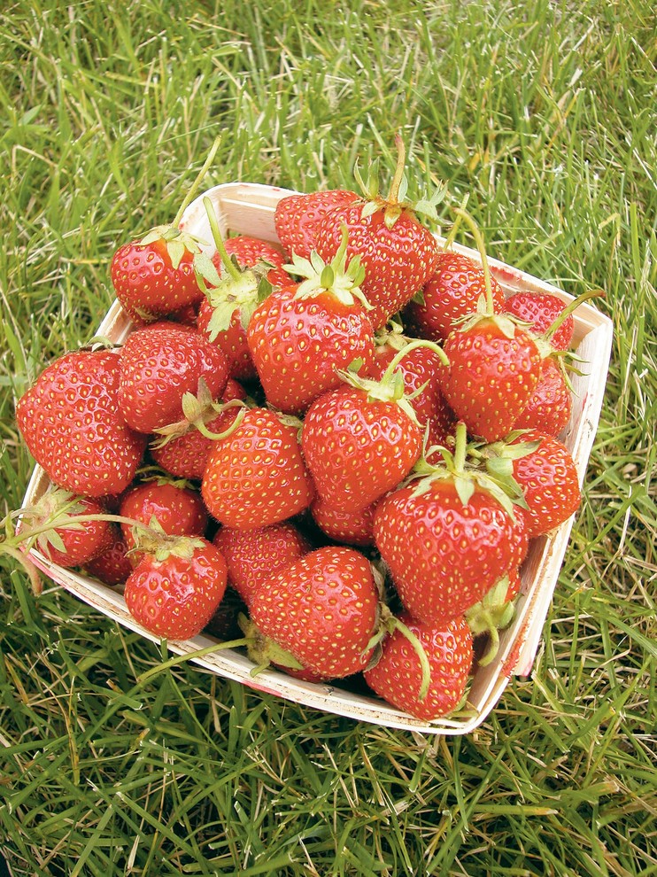 8 Delicious Strawberry Varieties to Grow at Home