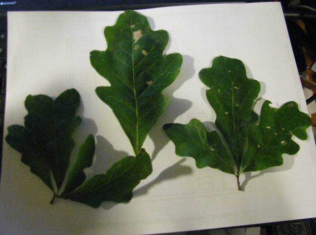 Oak Identification