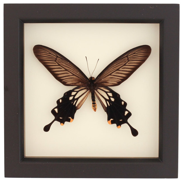 Windmill Butterfly Insect Art Display - Contemporary - Prints And ...