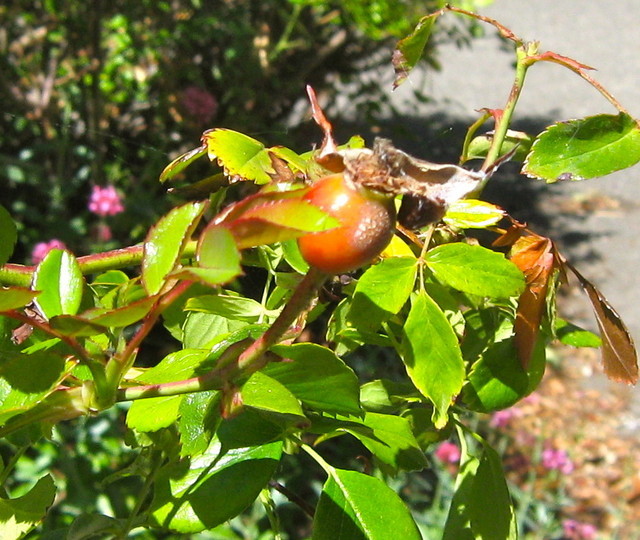 for Jeri - "Jose A. Africa"?