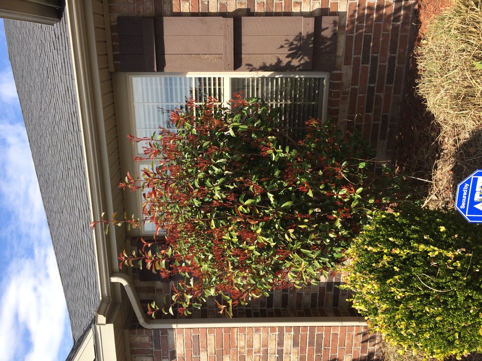 Help pruning red tip photinia