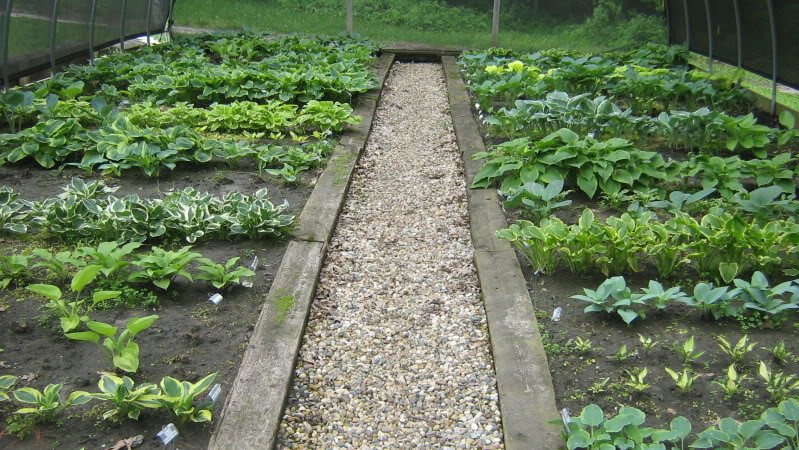 Trip to Flying Frog Hosta Farm (south of DesMoines IA., pic HEAVY