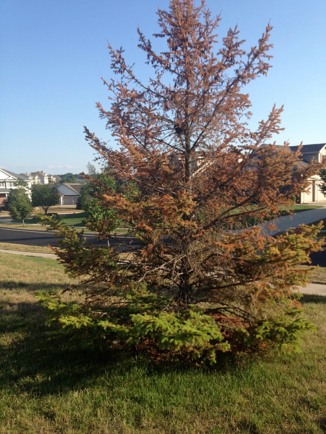 Is my evergreen dead?? (pic)
