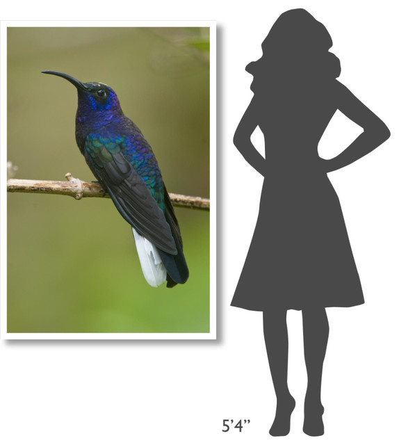 "Violet Sabre-wing hummingbird, Costa Rica" Paper Print by Steve Gettle ...