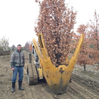 BEVERIDGE TREE FARMS - Project Photos & Reviews - Gormley, ON CA | Houzz