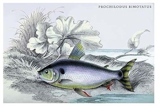 Prochilodus Binotatus, 20" x 30" - Prints And Posters - by Buyenlarge ...