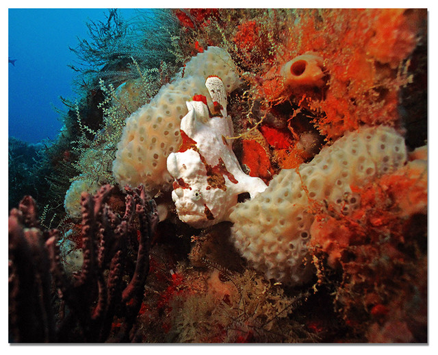 Ready2hangart Christopher Doherty Photography 'Underwater' Canvas Wall ...