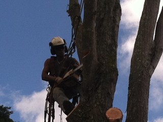 MONKEYMAN TREE CARE - Project Photos & Reviews - Aiea, HI US | Houzz