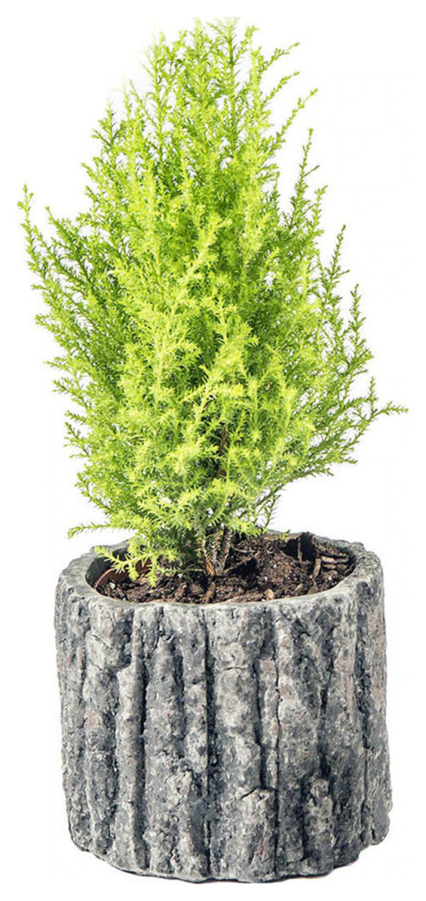 Cement Round Bark Container - Industrial - Indoor Pots And Planters ...