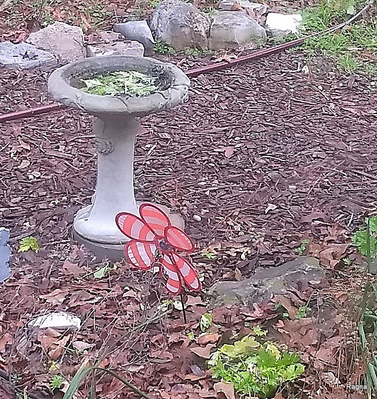 Why is there parsley in the bird bath?