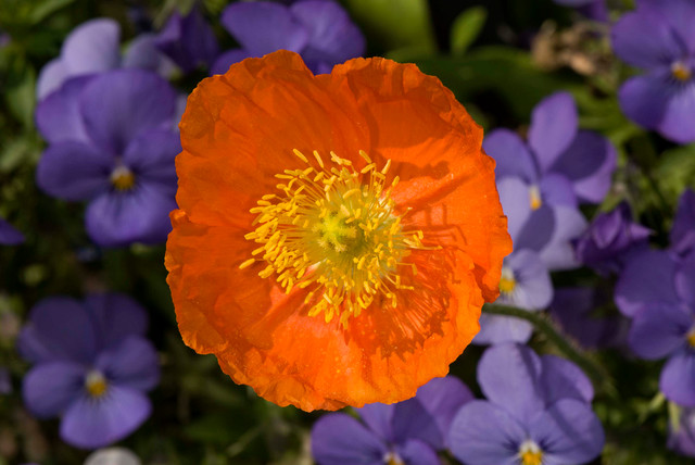 Northern California Gardener's September Checklist