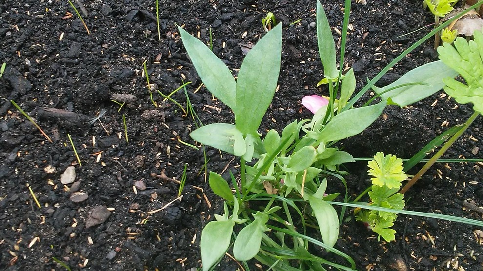 getting to know my lawn weed number one