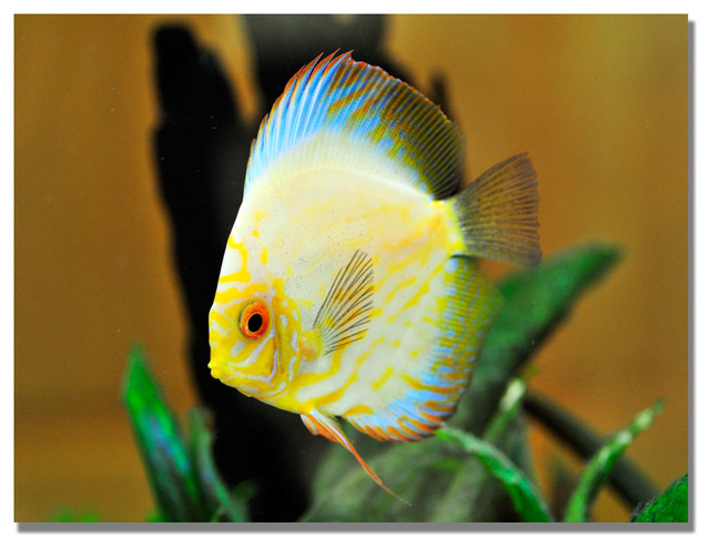 'Tropical Fish' Canvas Art by Kurt Shaffer, 18" x 24" - Traditional ...