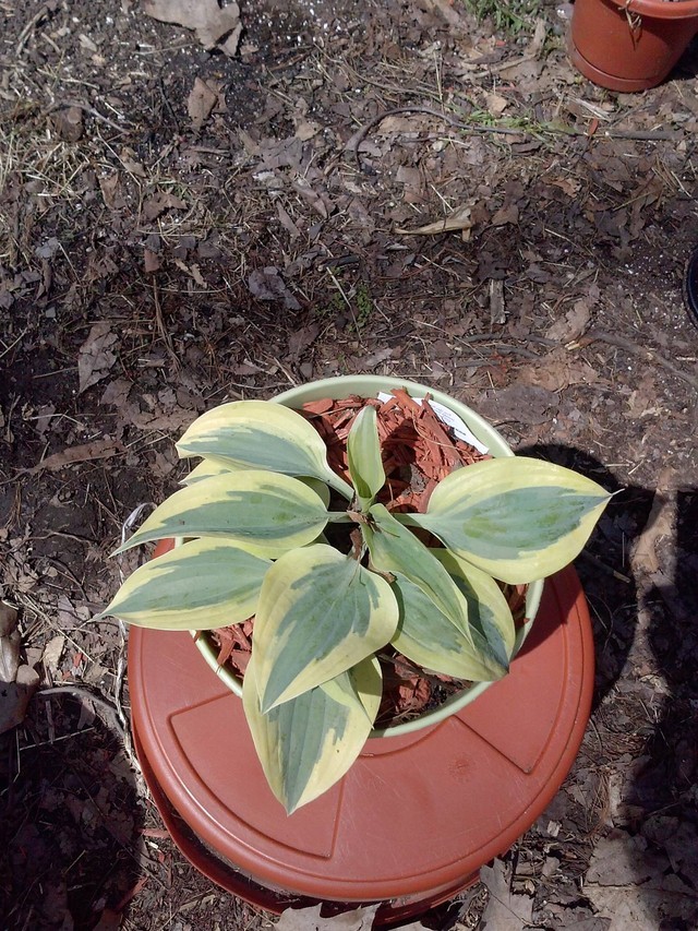 Hosta Virginia Reel