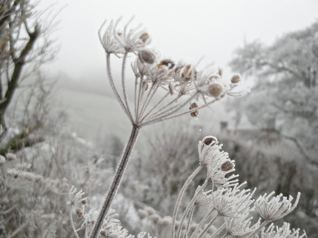 What Do I Need to Do in the Garden in November? | Houzz UK